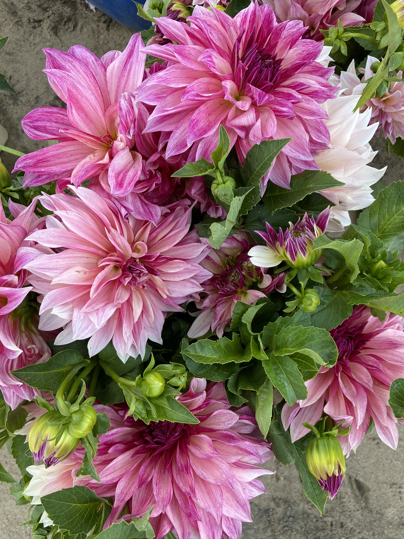 Pěstování jiřin - Lukon Glads s.r.o.