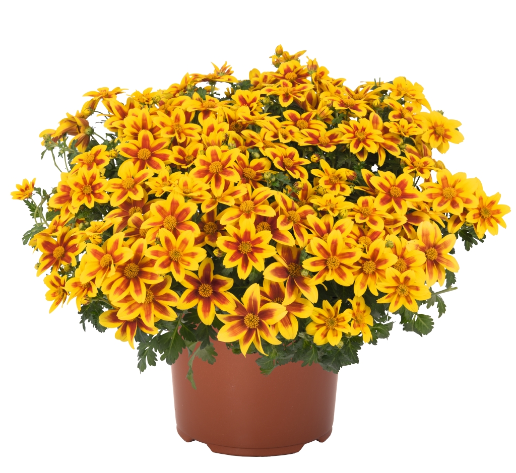 Ostatní balkónové rostliny - Lukon Glads s.r.o.