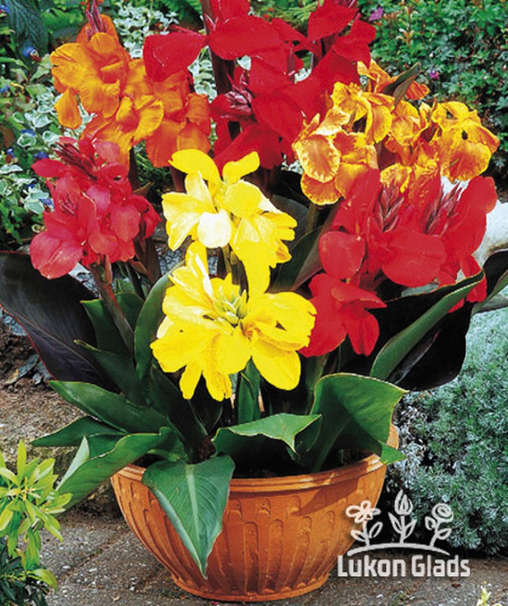 Mix - Lukon Glads s.r.o.