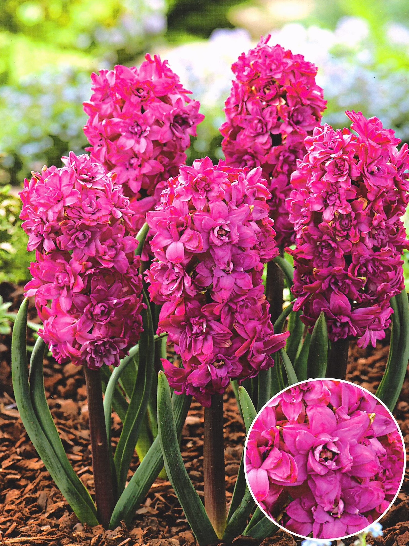 PLNOKVĚTÉ - Lukon Glads s.r.o.