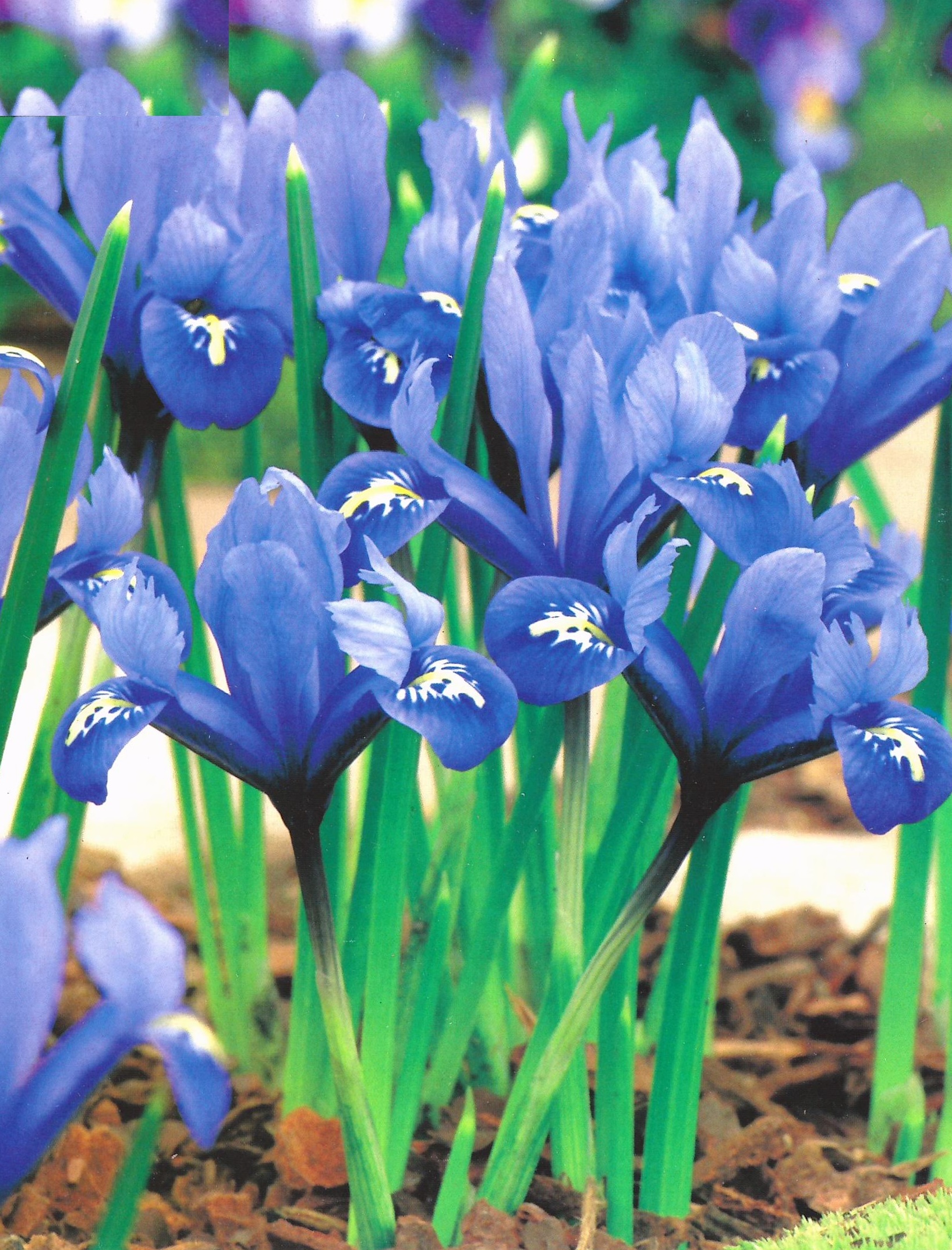 IRIS RETICULATA - kosatčíky - Lukon Glads s.r.o.