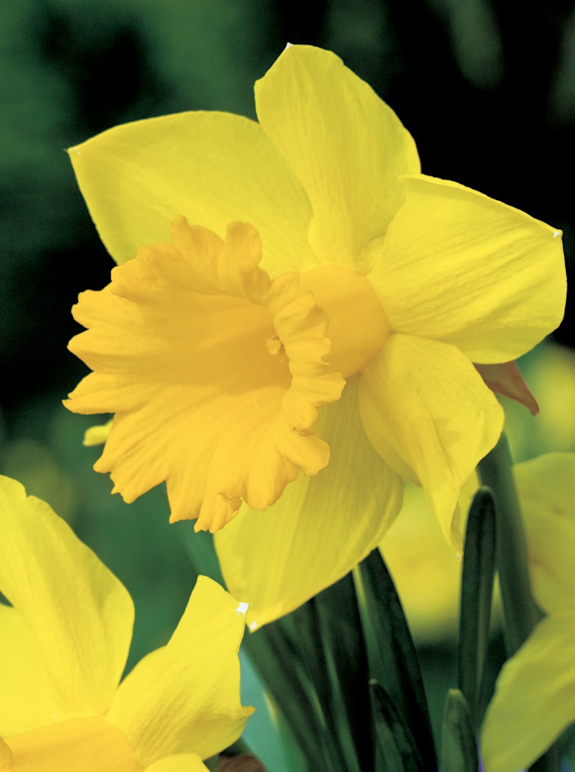 NARCISY - Lukon Glads s.r.o.